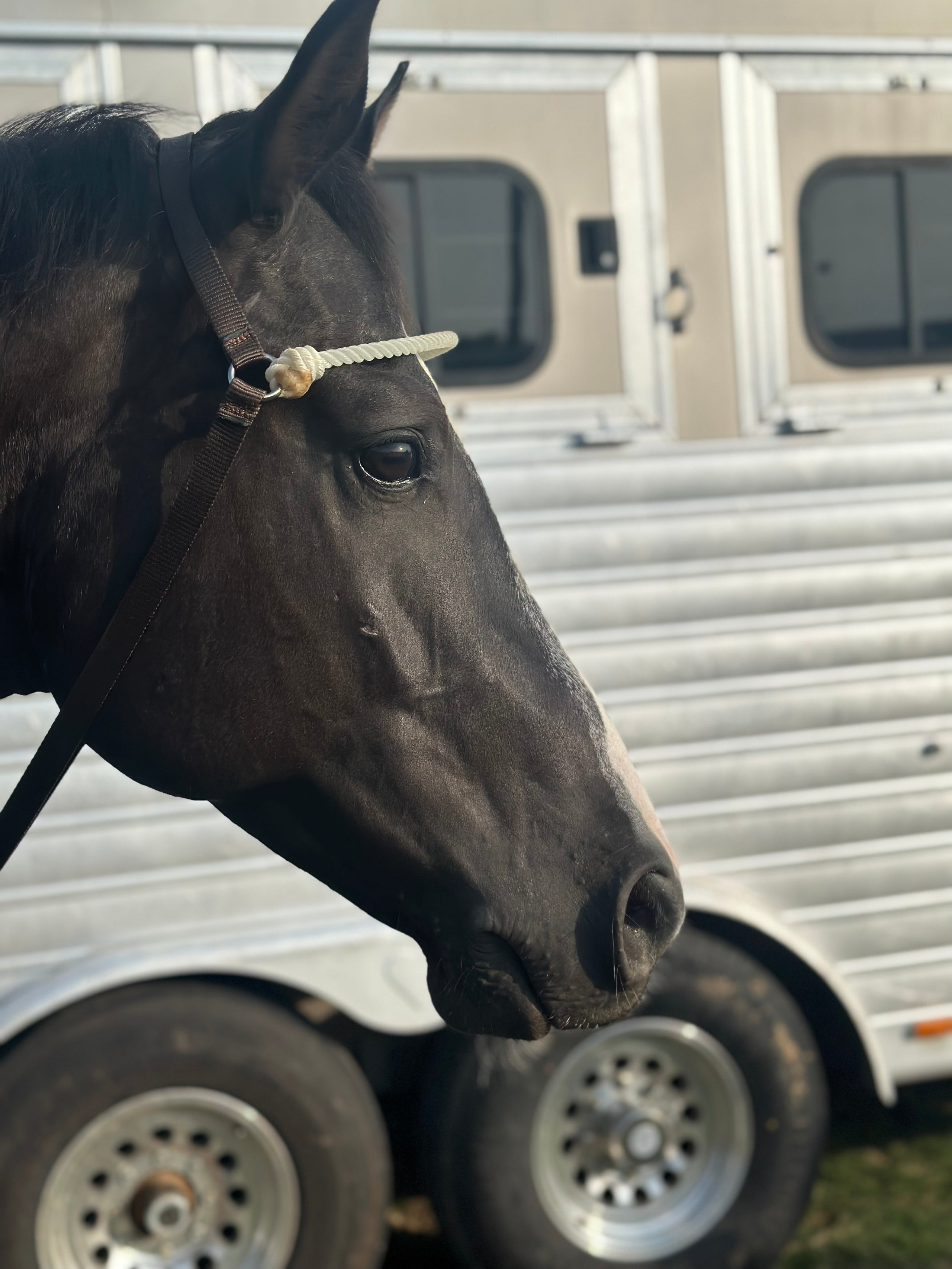 Rope bonnet | Josh Andrews Saddles & Horses