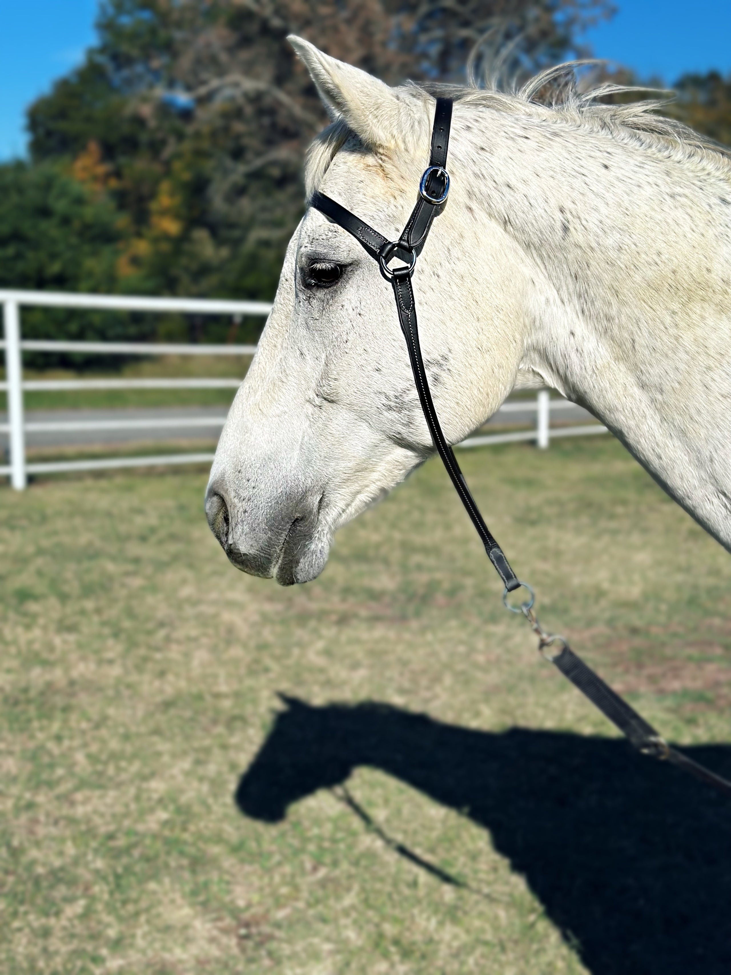 Leather bonnet | Josh Andrews Saddles & Horses